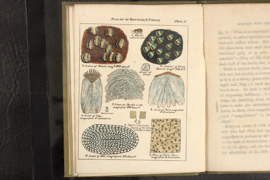 Mary Ward, artist, naturalist, and astronomer: a woman for our time ...